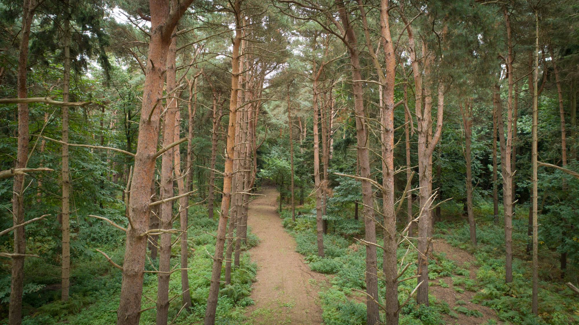 Forwood Group - BSL Compliant virgin P31s woodchip for biomass boilers.